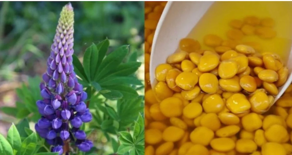 Το ξεχασμένο όσπριο με διπλάσια πρωτεΐνη από τα άλλα – Ρυθμίζει σάκχαρο ...