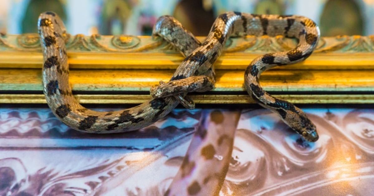 Δεκαπενταύγουστος: Εμφανίστηκαν και φέτος τα φιδάκια της Παναγίας στην ...